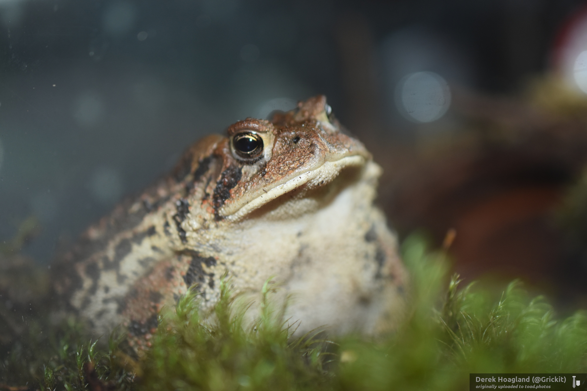 Meet Howie: my female Fowler's Toad (Bufo Fowleri) : r/Toads
